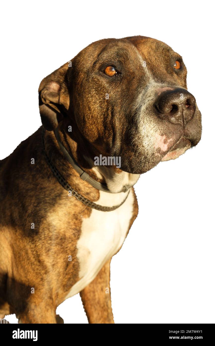Portrait of a Pit bull terrier on a white background he has a facial ...