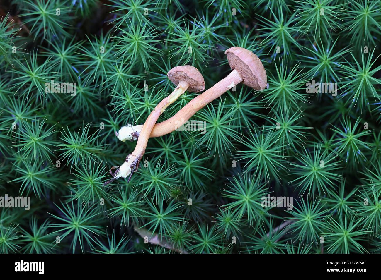 Chalciporus piperatus, known as the peppery bolete, wild mushroom from ...