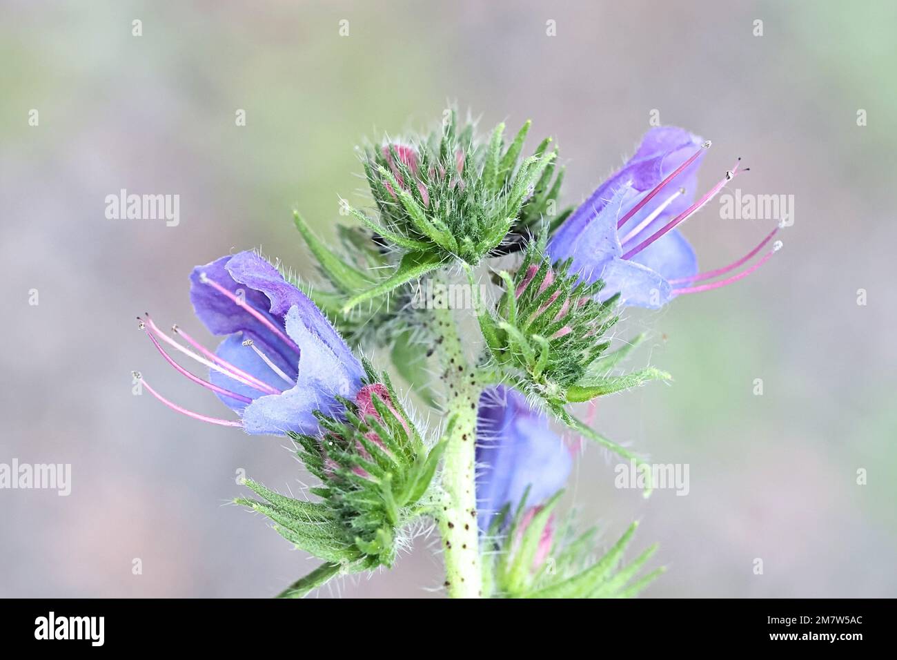 Blue devil hi-res stock photography and images - Alamy