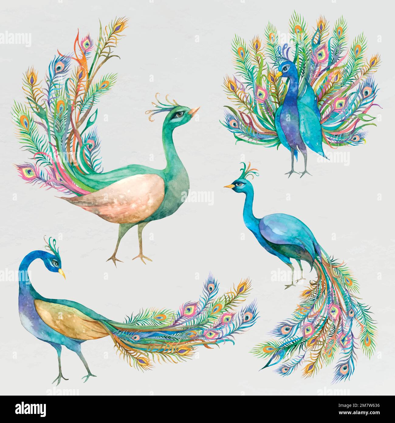 Indian Peacock Vector