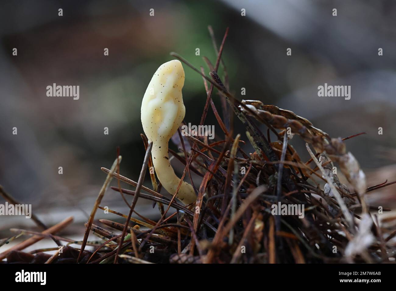 Spathularia flavida, commonly known as the yellow earth tongue, the ...