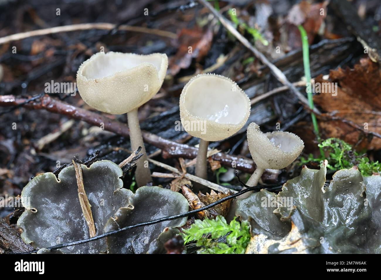 Helvella macropus, also called Helvella bulbosa, commonly known as Felt ...