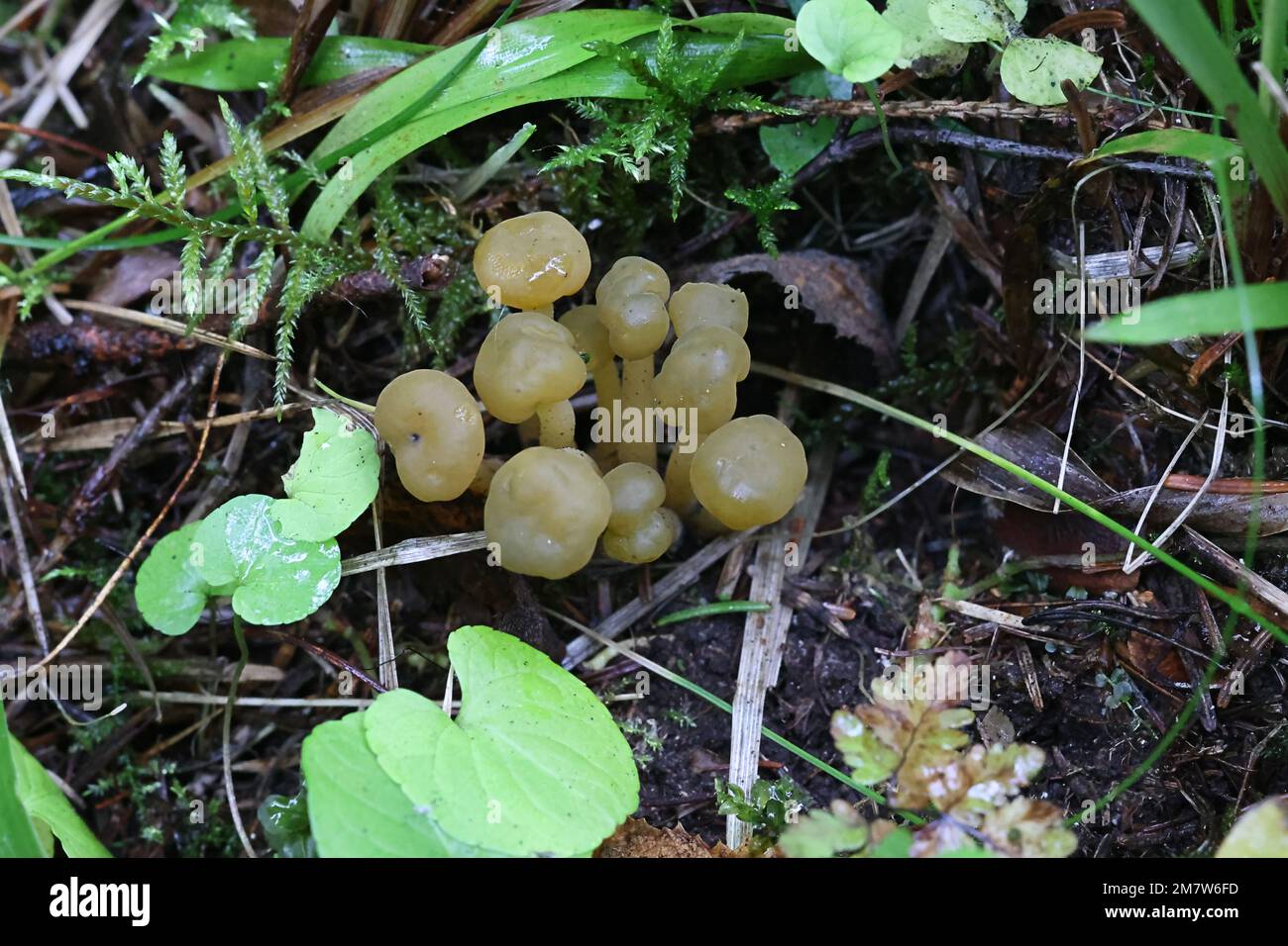 Leotia lubrica, commonly known as jelly baby or jellybaby, wild fungus ...