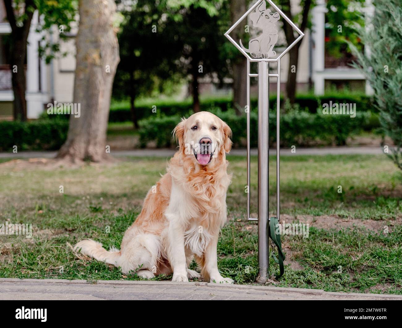 Golden retriever dog outdoors Stock Photo - Alamy
