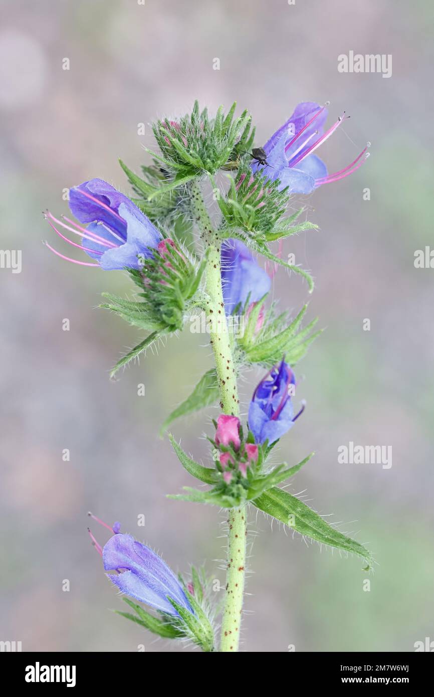 Blue devil hi-res stock photography and images - Alamy