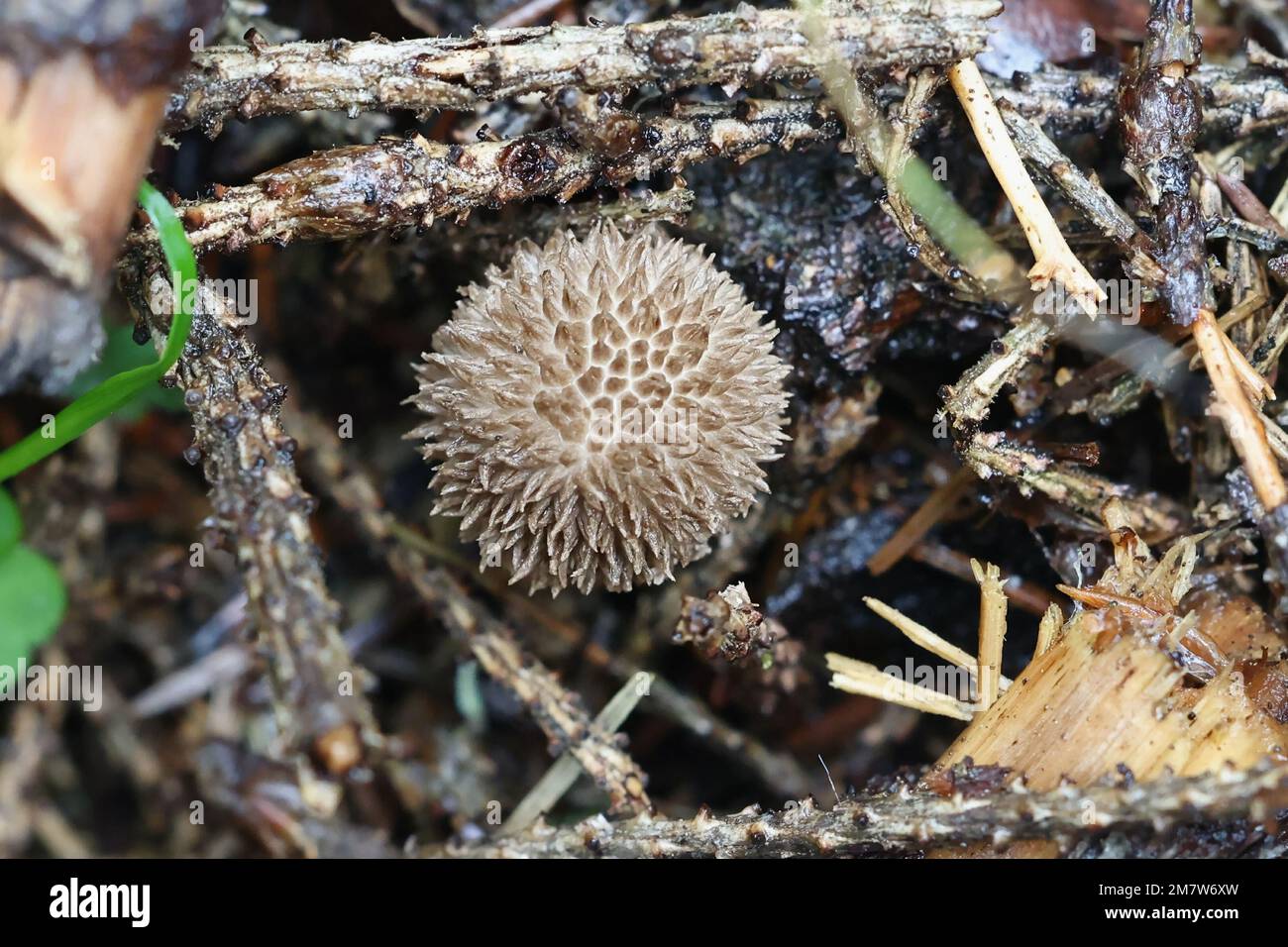 Lycoperdon nigrescens, known as dusky puffball, wild fungus from ...