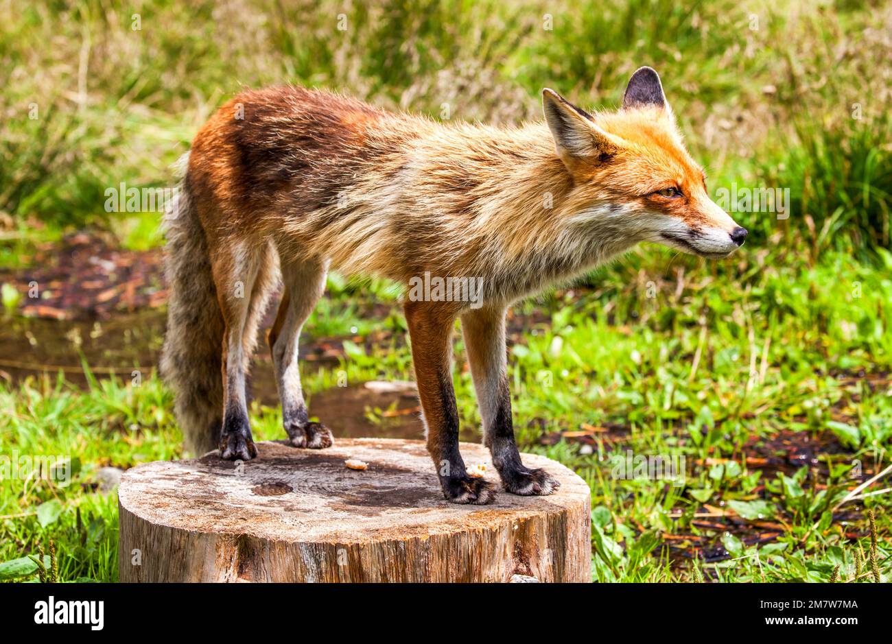 Red Fox posinng in green country Stock Photo - Alamy