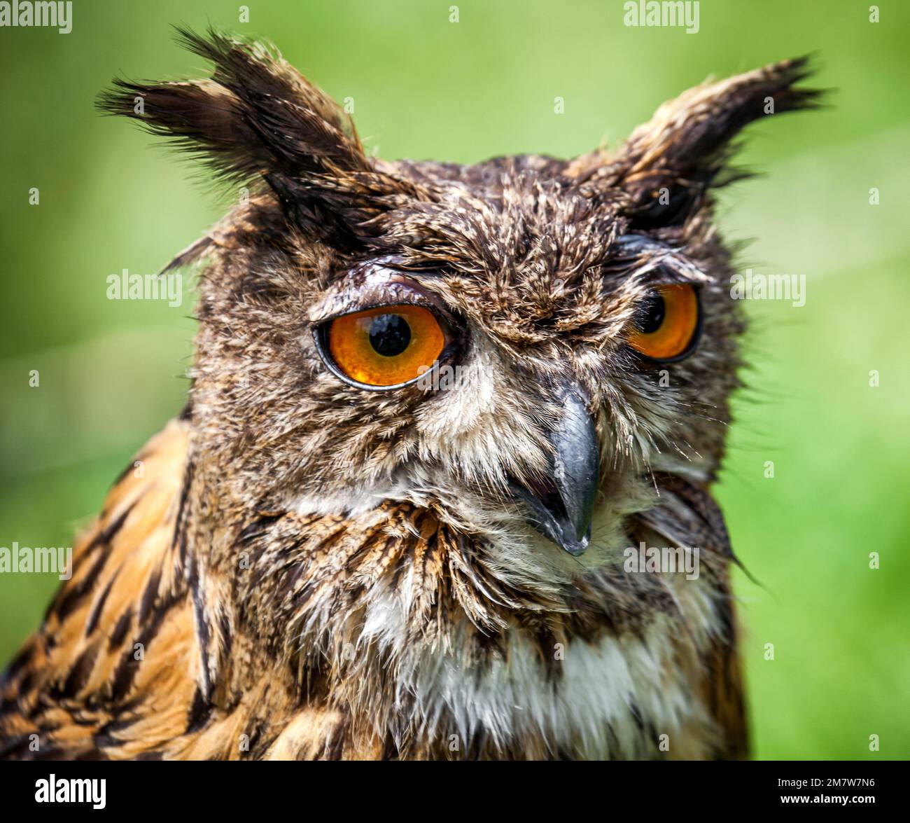 Detail of owl with big orange eyes on green background Stock Photo - Alamy