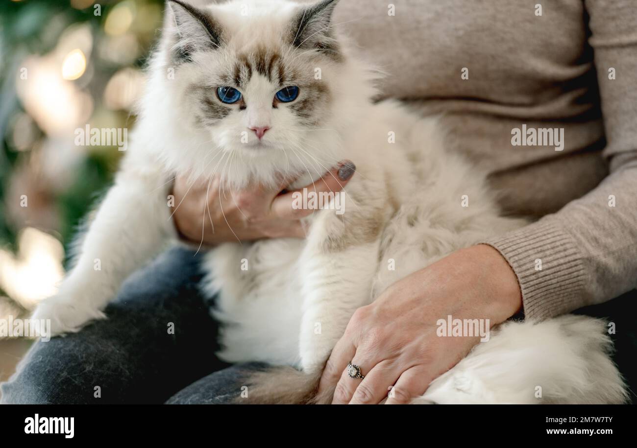 Girl with ragdoll cat in Christmas Stock Photo - Alamy