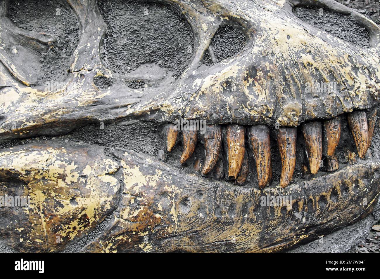 Dinosaur teeth in fossilized skull Stock Photo - Alamy