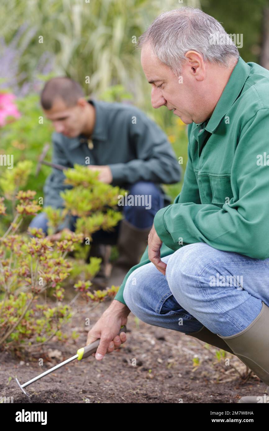 two men gardener landscaping together Stock Photo - Alamy