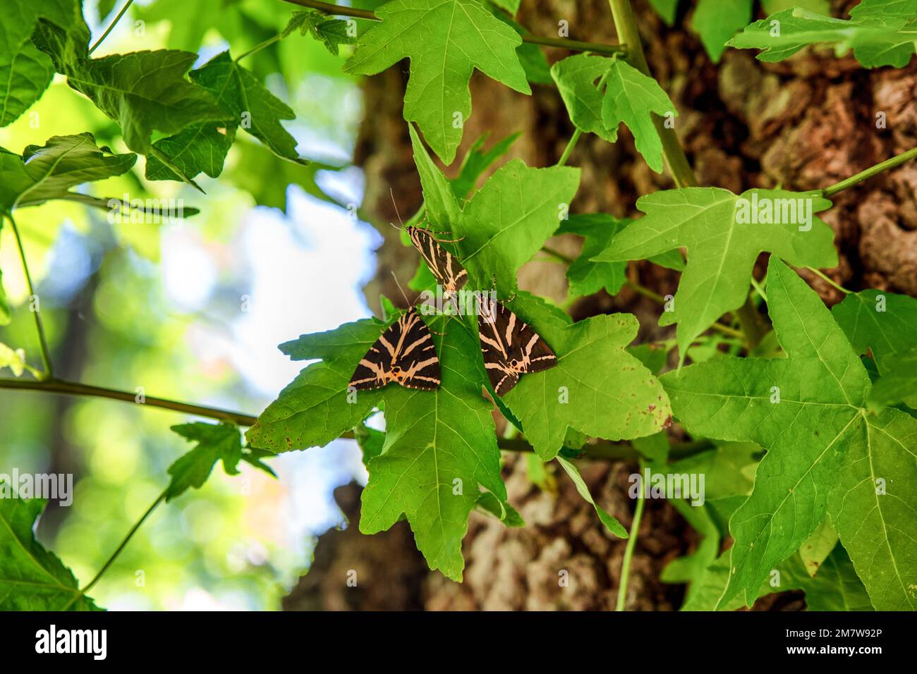 Detail of buterflies Panaxia in Butterly valley, Petaloudes at Rhodes ...
