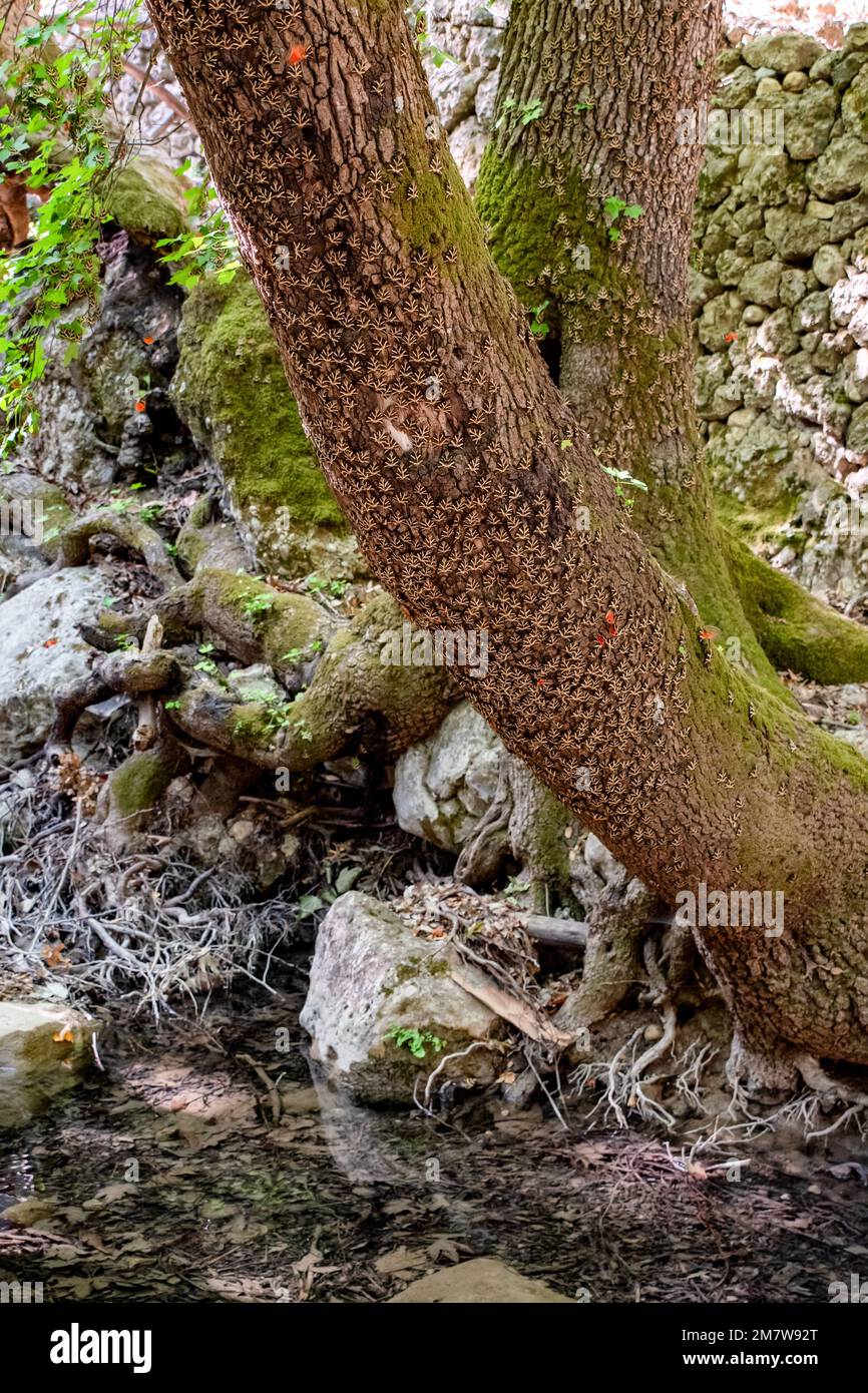 Many buterflies Panaxia on a tree trunk in Butterly valley, Petaloudes ...