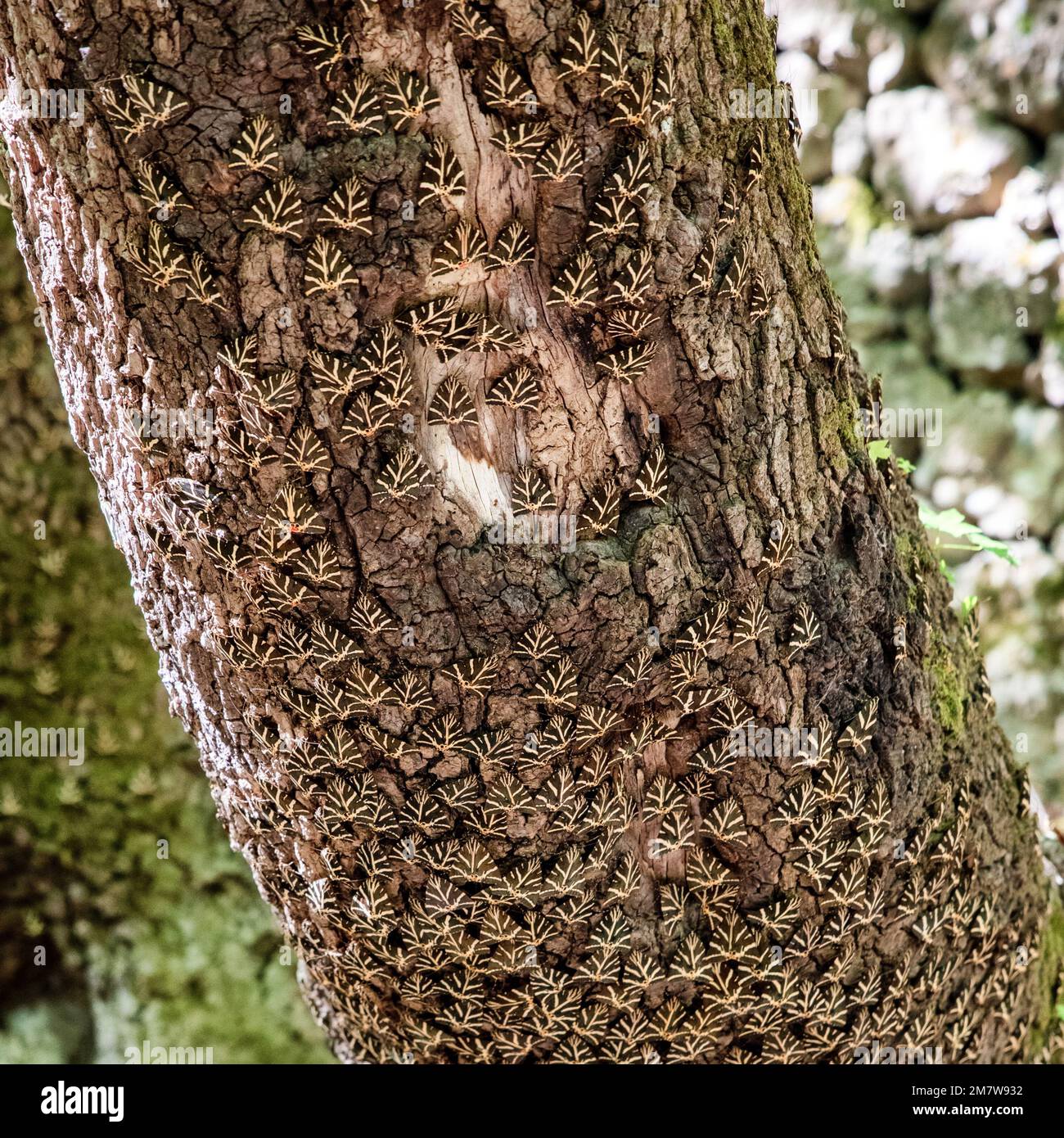 Panaxia quadripunctaria hi-res stock photography and images - Alamy