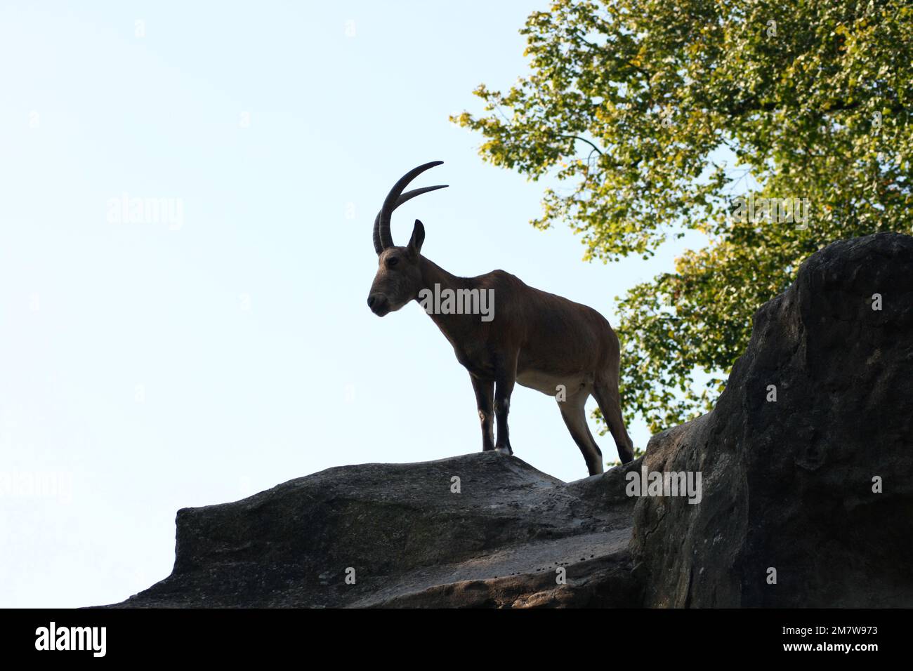A brown mountain goat standing on rock Stock Photo - Alamy