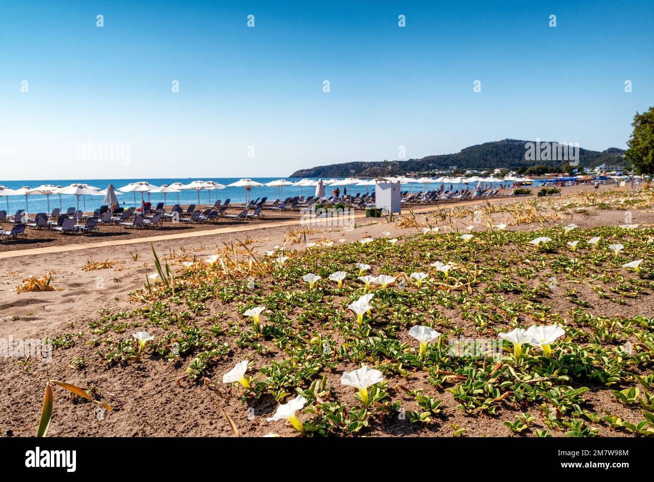 Blooming white flowers near sandy beach at summer resort Faliraki in ...