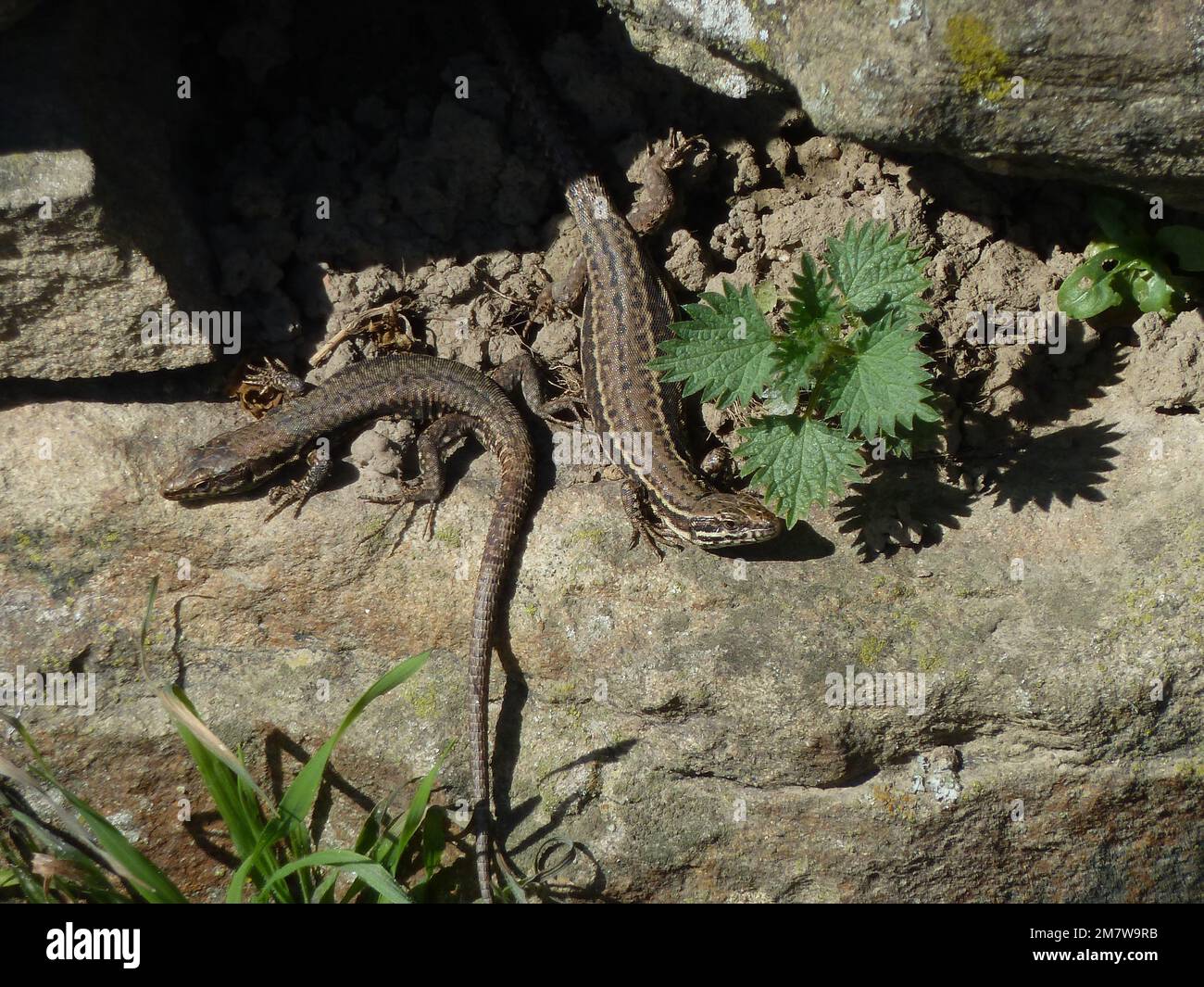 Lizards climbing rocks hi-res stock photography and images - Alamy
