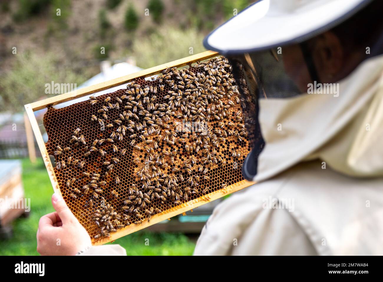 Beekeeper in a protective suit pulls out a honey frame with bees from a ...