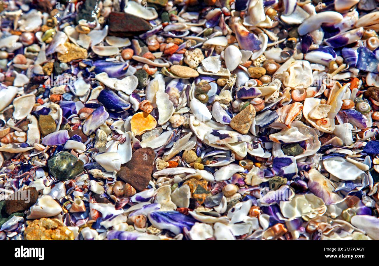Colorful seashells under the water surface in sea Stock Photo - Alamy