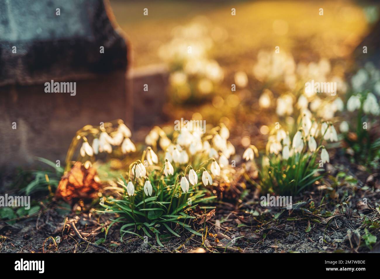 Beautiful snowdrop flowers Galanthus nivalis at spring. Beautiful ...