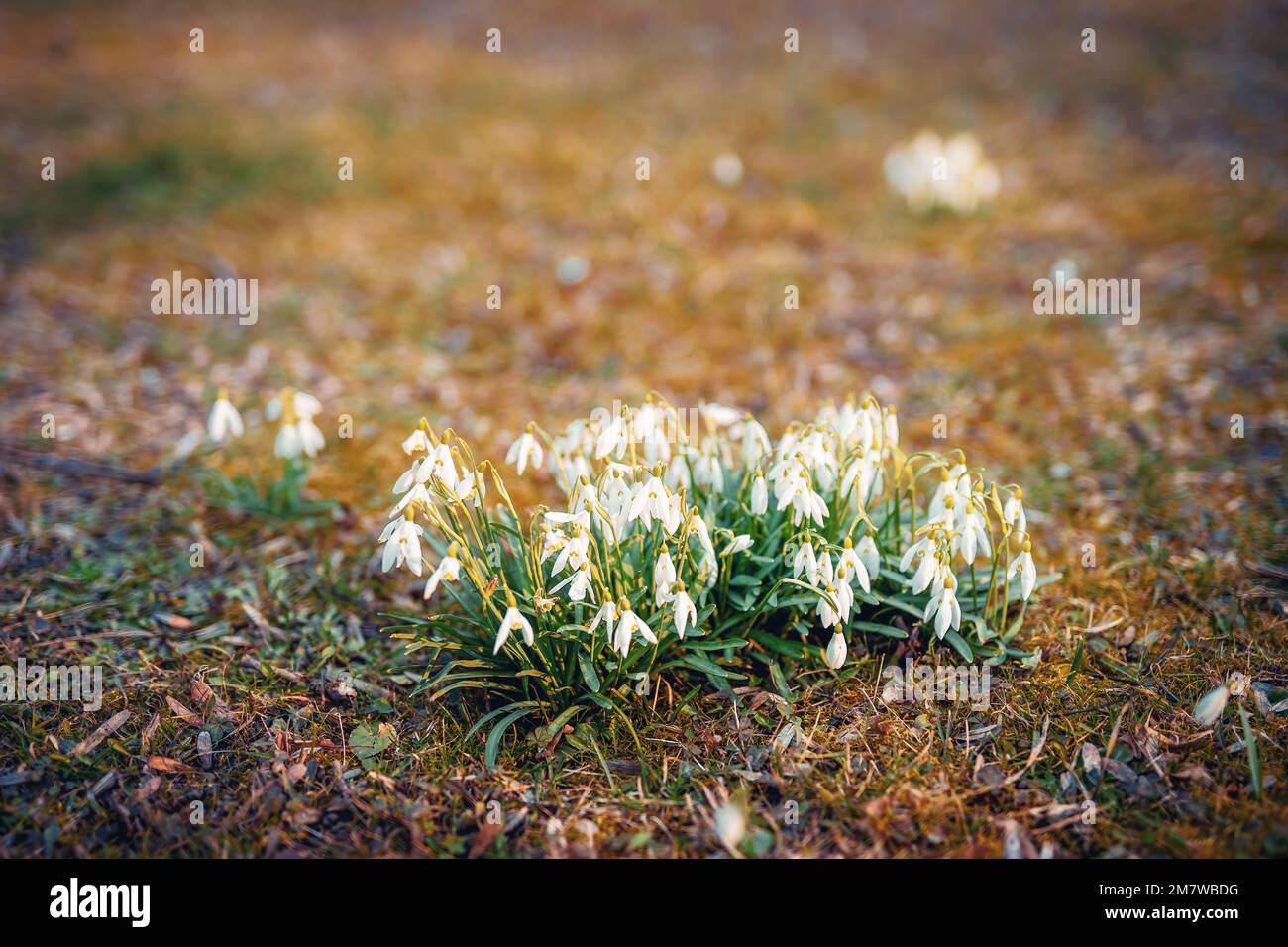 Beautiful snowdrop flowers Galanthus nivalis at spring. Beautiful ...