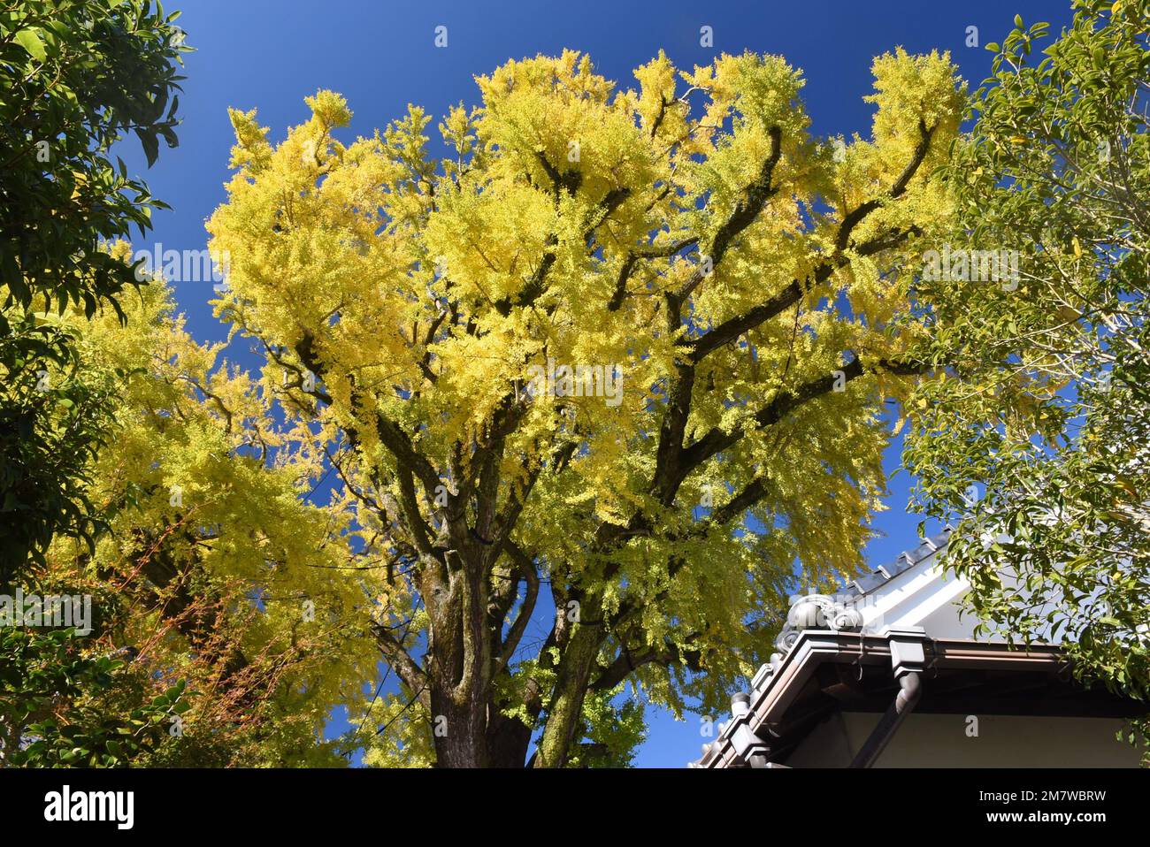 Huge ginko bilboa tree in Arita town of Kyushu Island, beautiful yellow ...