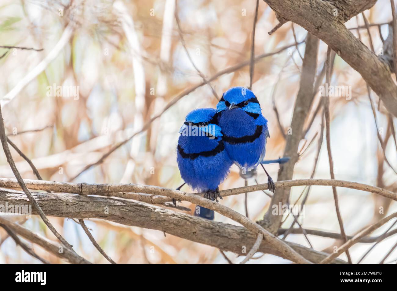 Beautiful splendid fairywren brothers are enjoying spending time ...