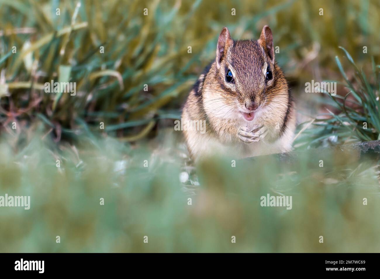 Chipmunk jumping hi-res stock photography and images - Alamy