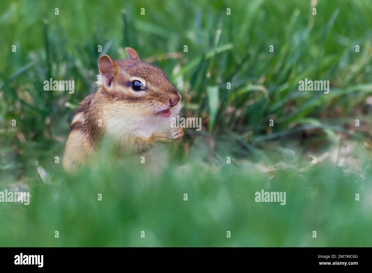Chipmunk jumping hi-res stock photography and images - Alamy