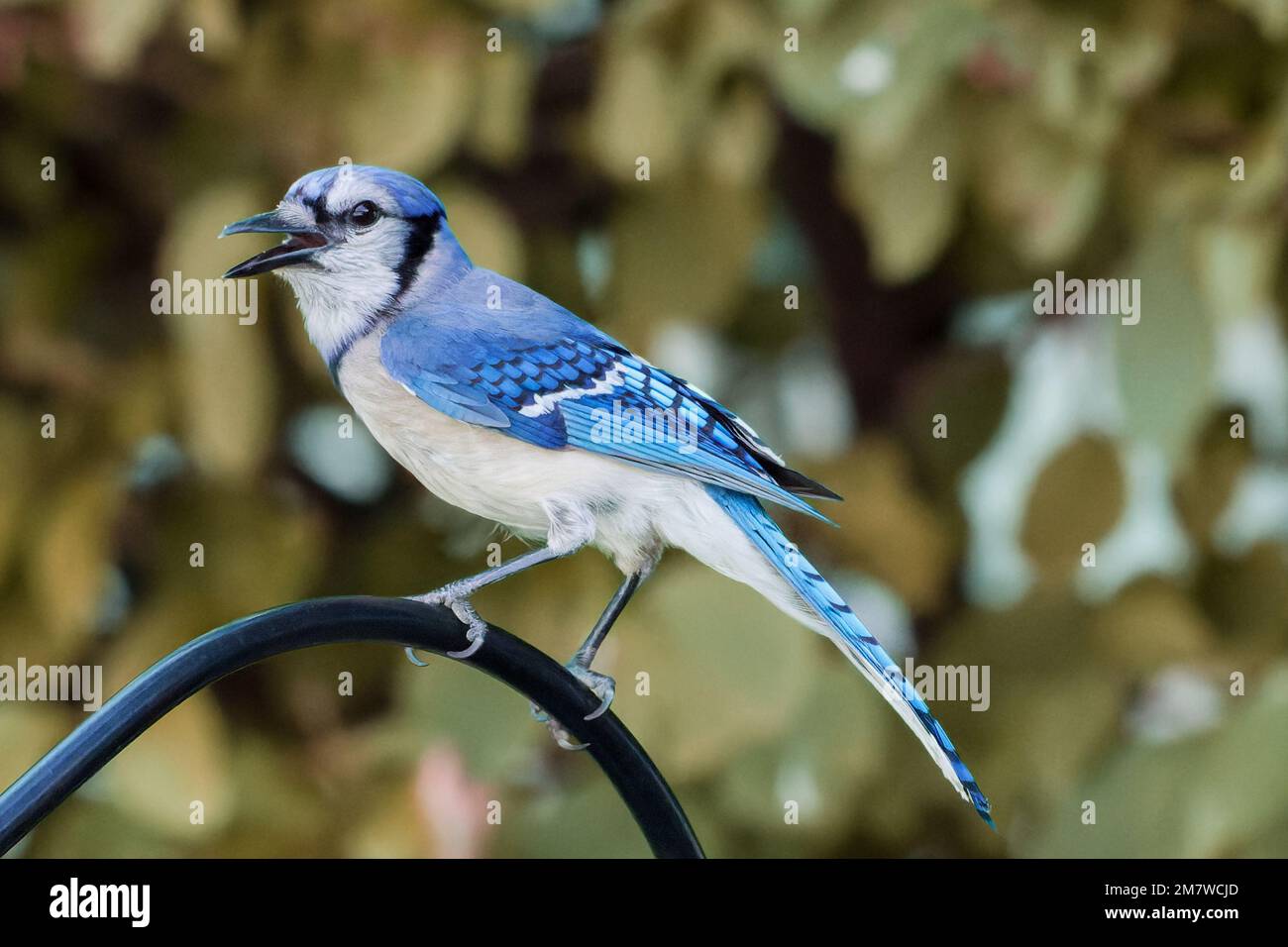 A blue jay isolated in blurred background Stock Photo - Alamy