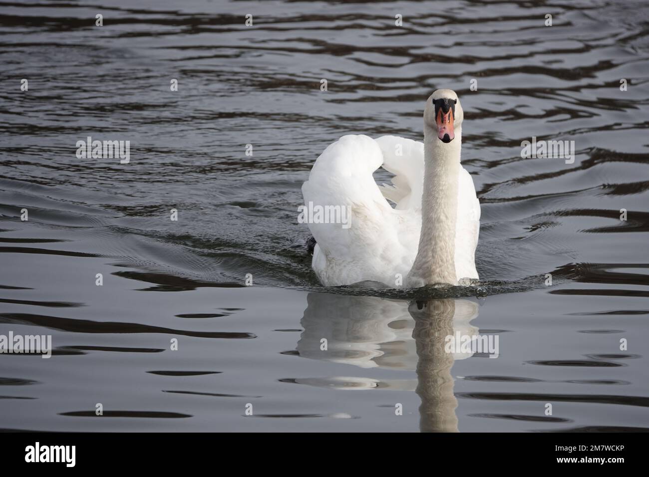 A closeup shot of an elegant white swan swimming on a blue lake surface ...
