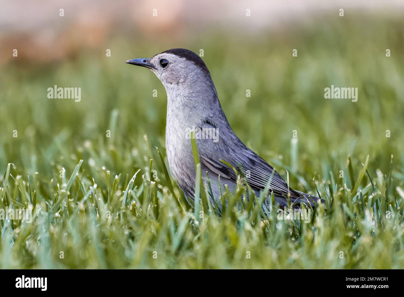 A gray catbird perching on grassland Stock Photo - Alamy
