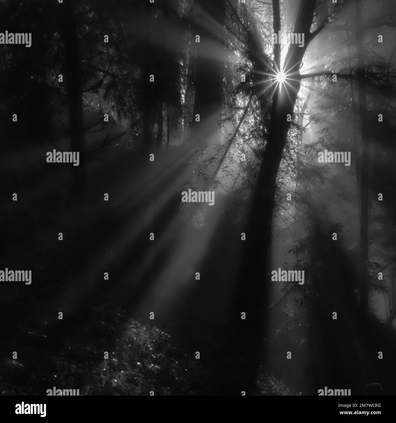 A grayscale shot of the sun shining through trees in a forest Stock ...