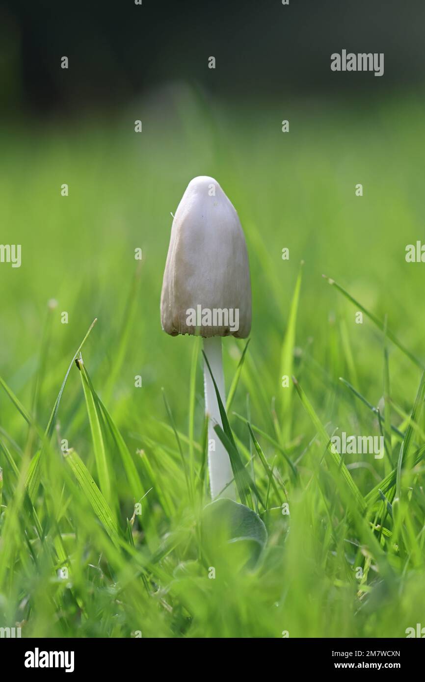 Conocybe albipes, previously called also Conocybe lactea and Conocybe ...