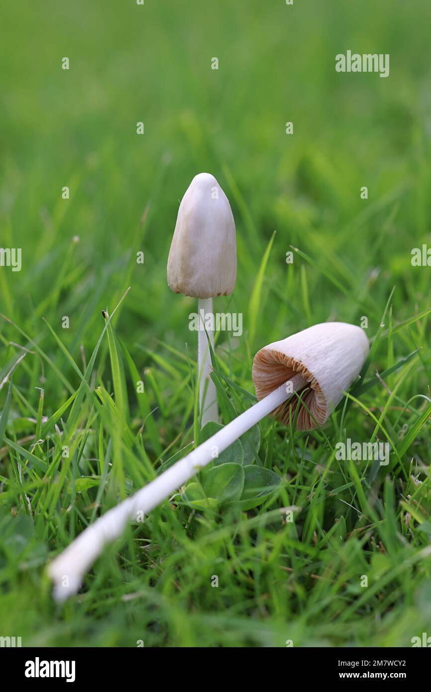 Conocybe Lactea