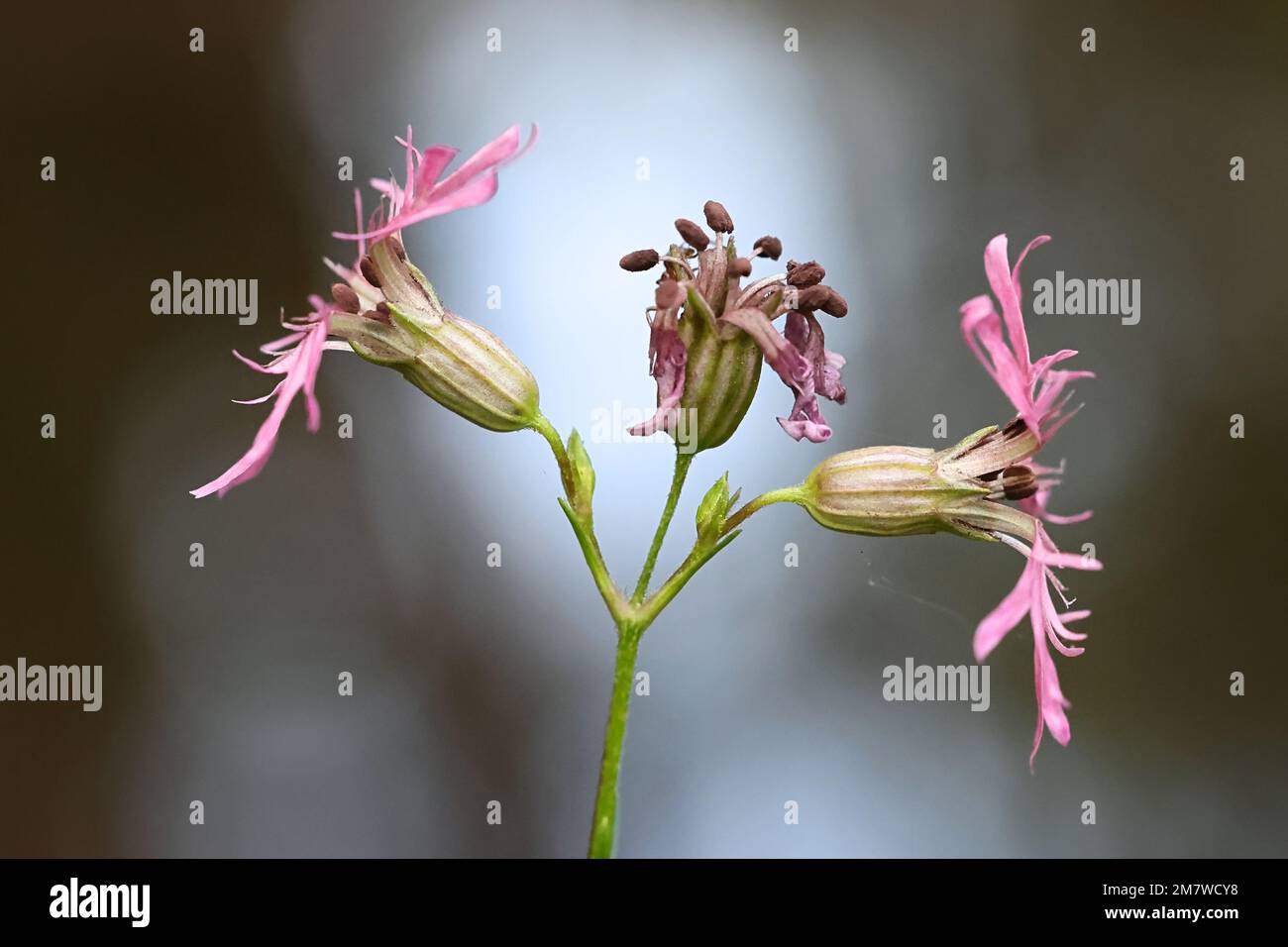 Lychnis flos-cuculi, also called Silene flos-cuculi, commonly known as ...