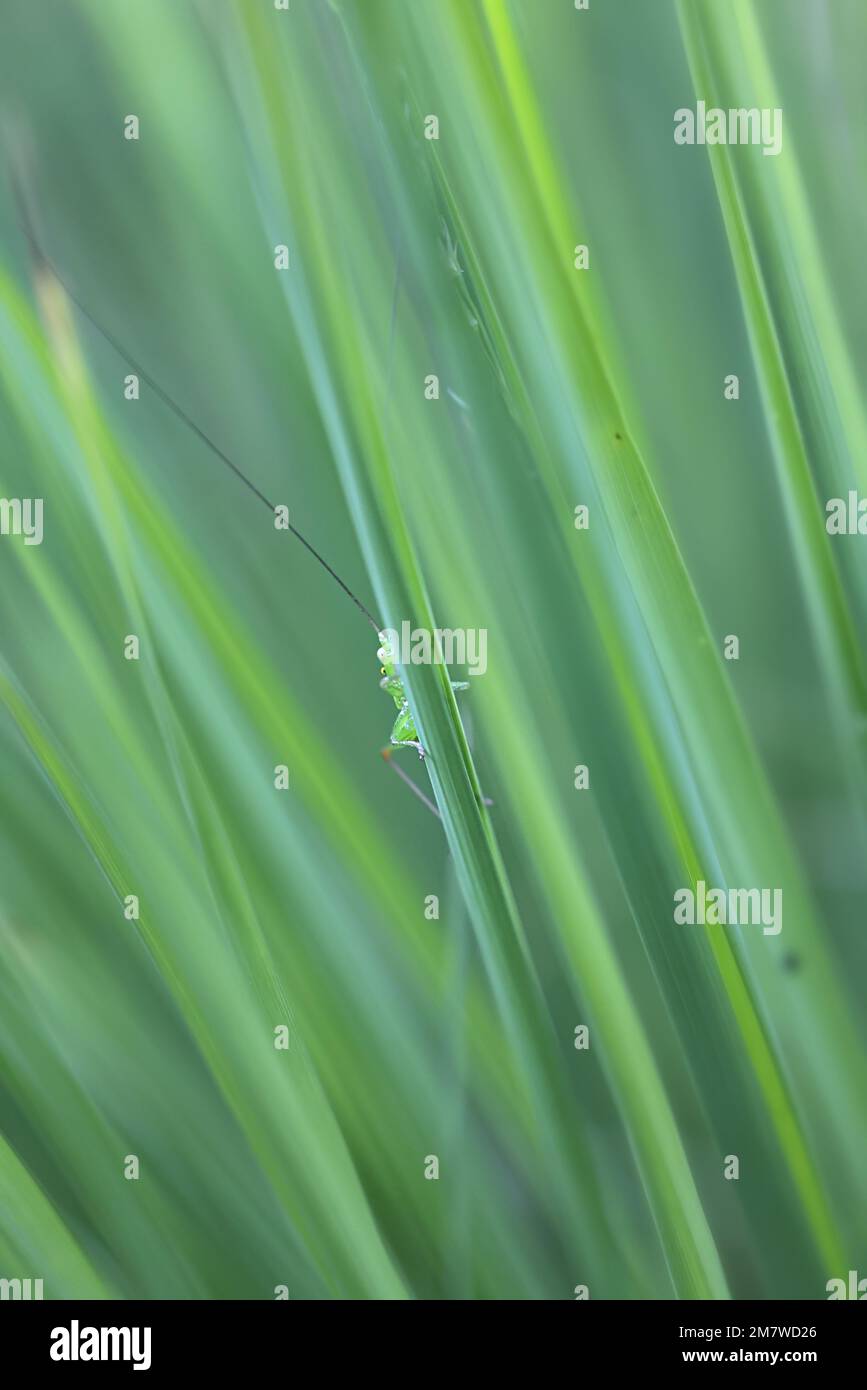 Short-winged Conehead, Conocephalus dorsalis, bush cricket from Finland ...