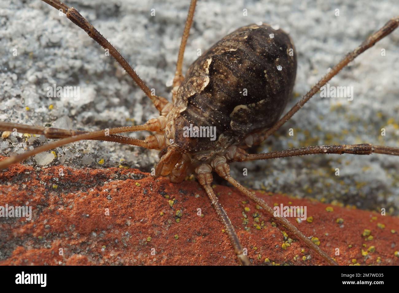 A closeup shot of the harvestman spider Stock Photo - Alamy