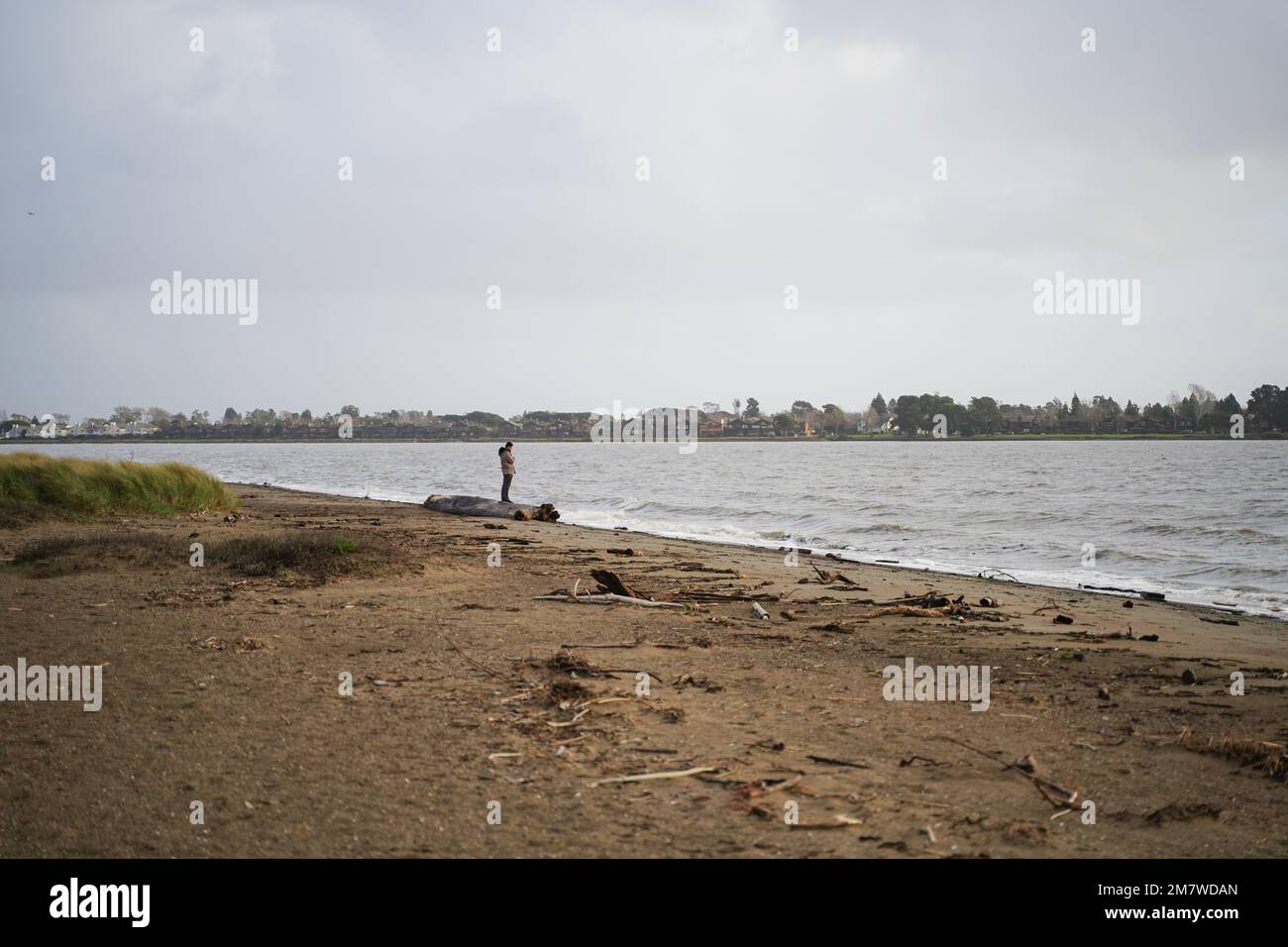Alameda, United States. 10th Jan, 2023. Alameda Beach after the heavy ...