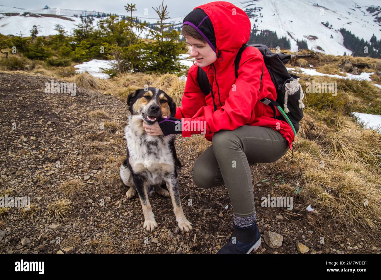 Female dog scratching hi-res stock photography and images - Alamy