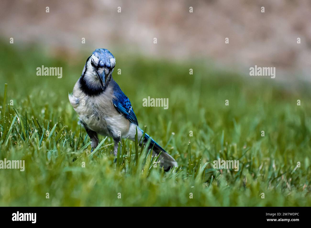 Jay flying grassland hi-res stock photography and images - Alamy