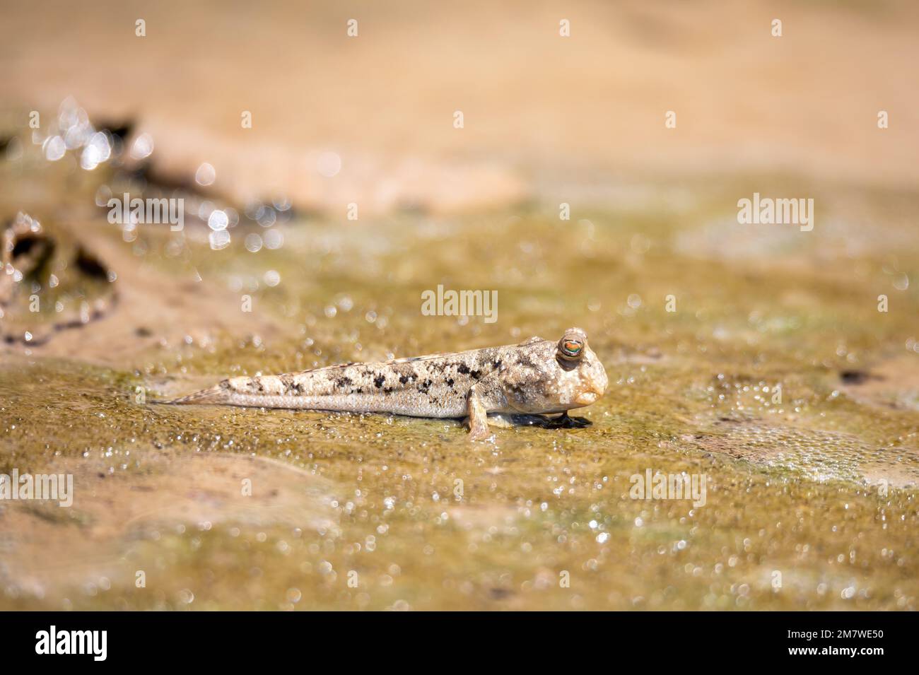 Barred mudskipper (Periophthalmus argentilineatus) or silverlined ...