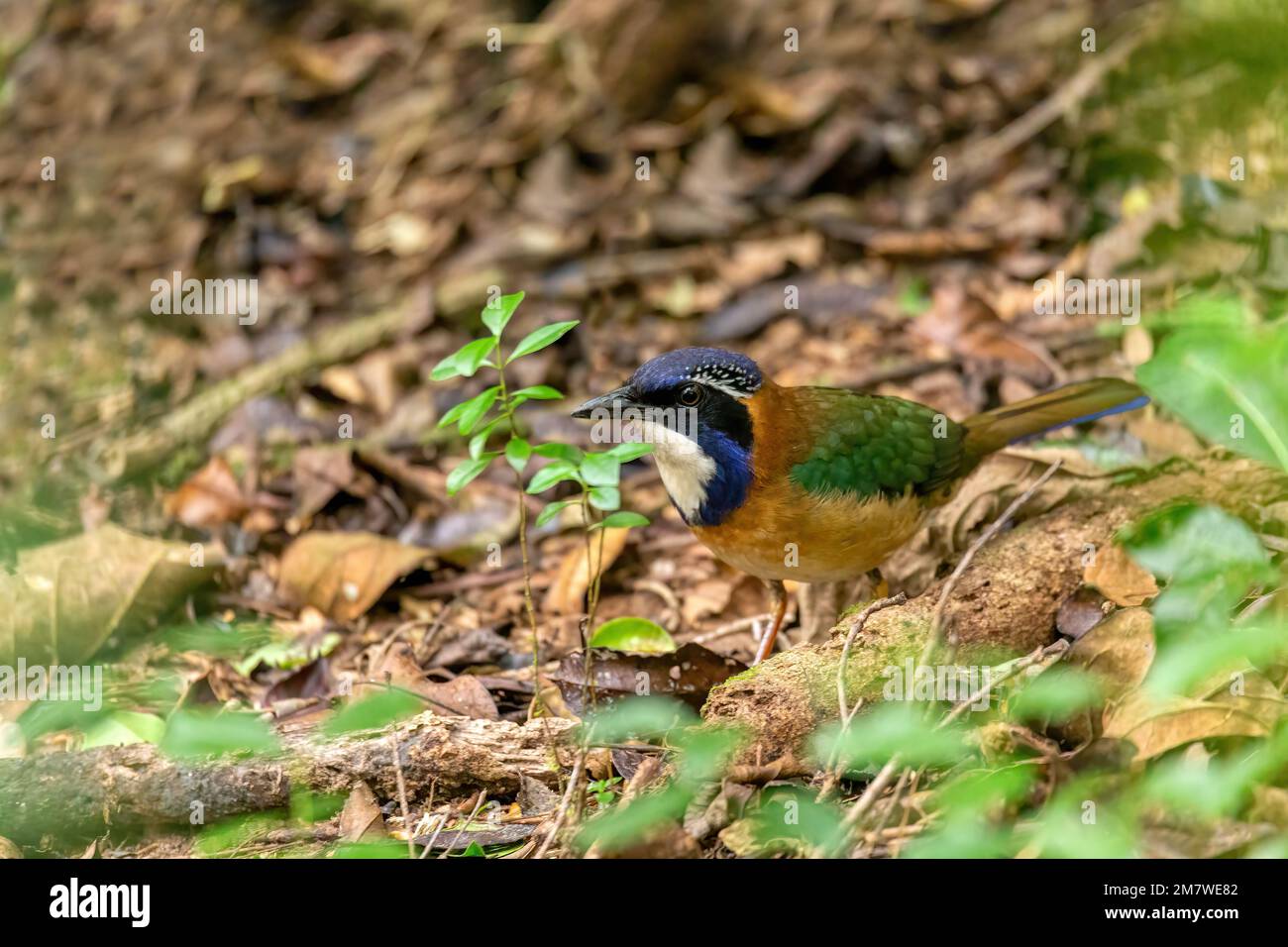 Ground rolle hi-res stock photography and images - Alamy