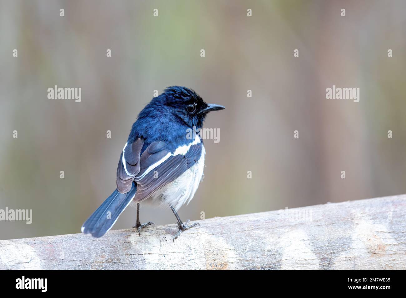 Male of Madagascar Magpie-Robin, (Copsychus albospecularis) , Kirindy ...