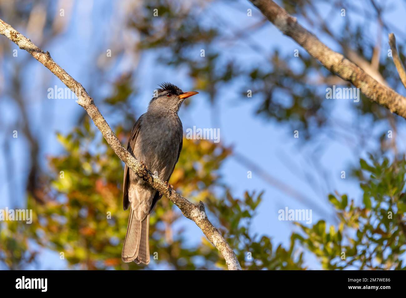 Bird Malagasy bulbul (Hypsipetes madagascariensis) is a species of ...