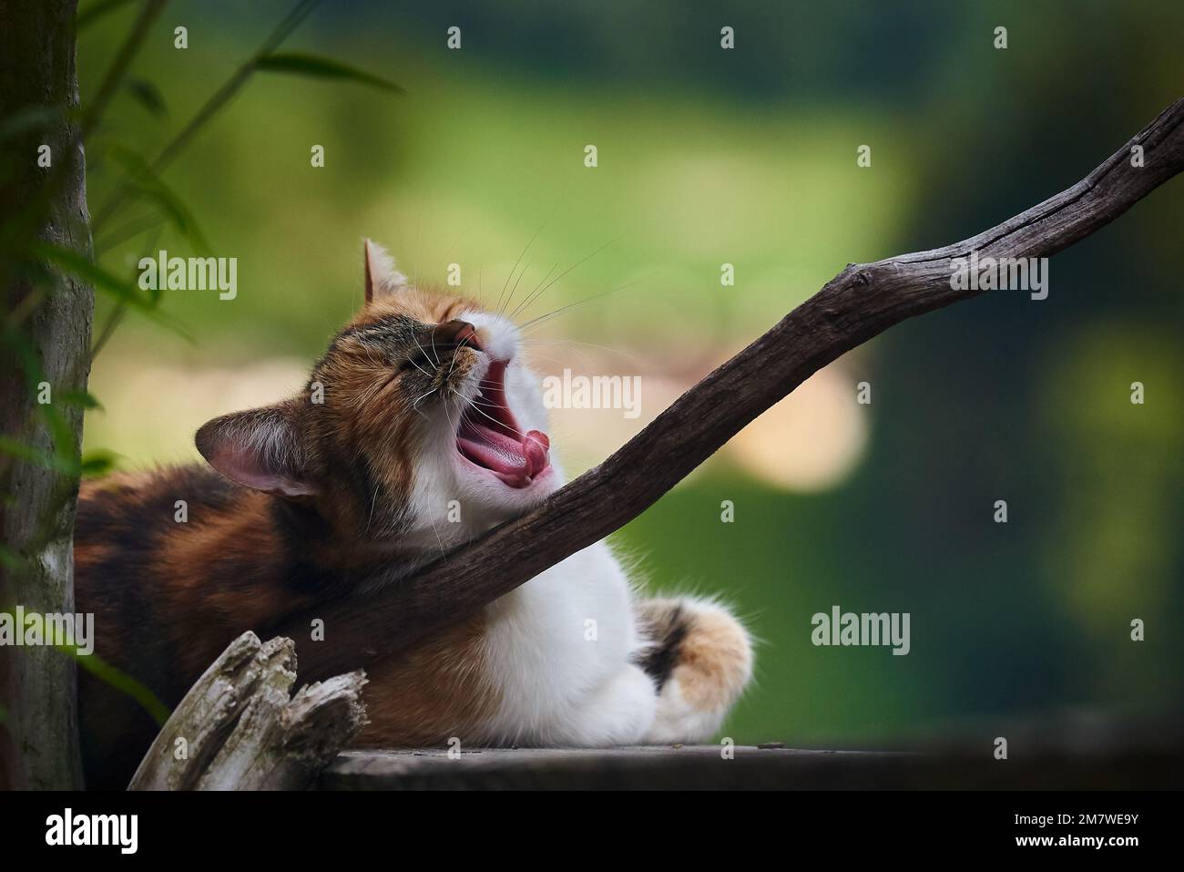 A selective focus shot of an adorable cat meowing near a tree branch ...
