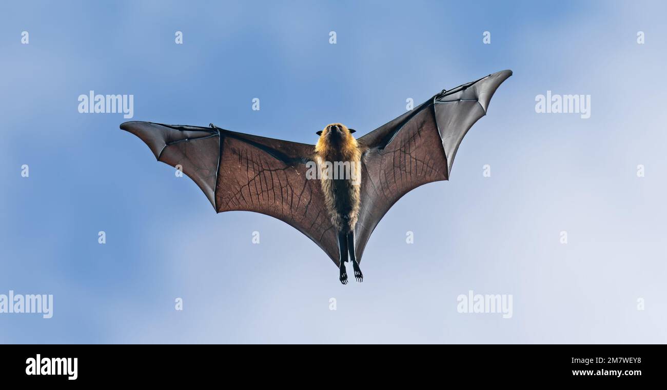 S Faced Fruit Bat Fiji Money