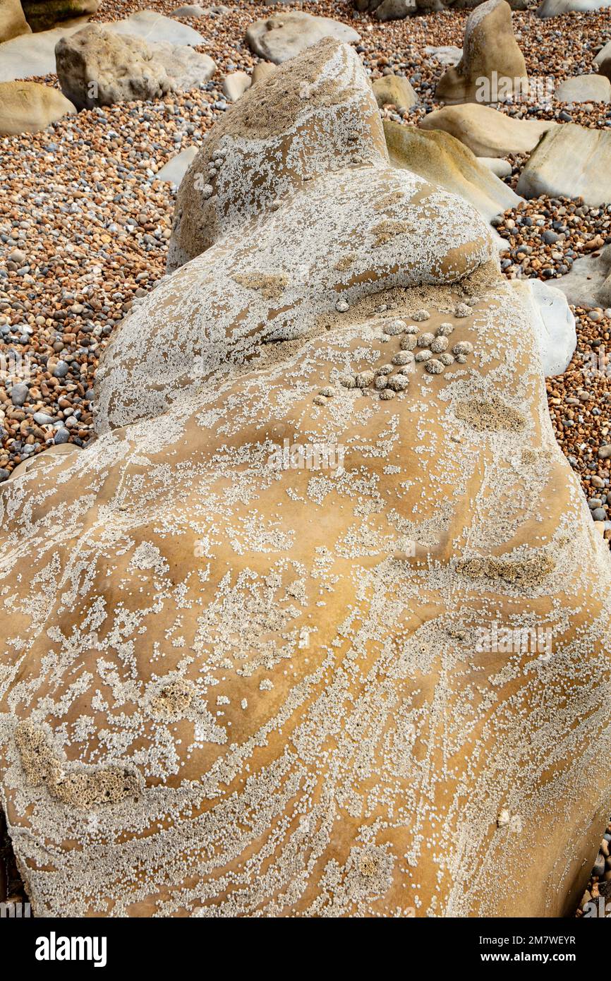 Close up highly textures natural patterns in nature, mainly of barnacles on beige rocks at low ...