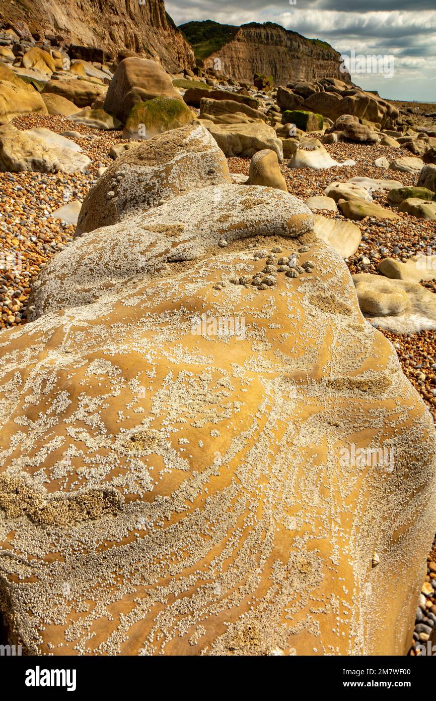 Close up highly textures natural patterns in nature, mainly of ...