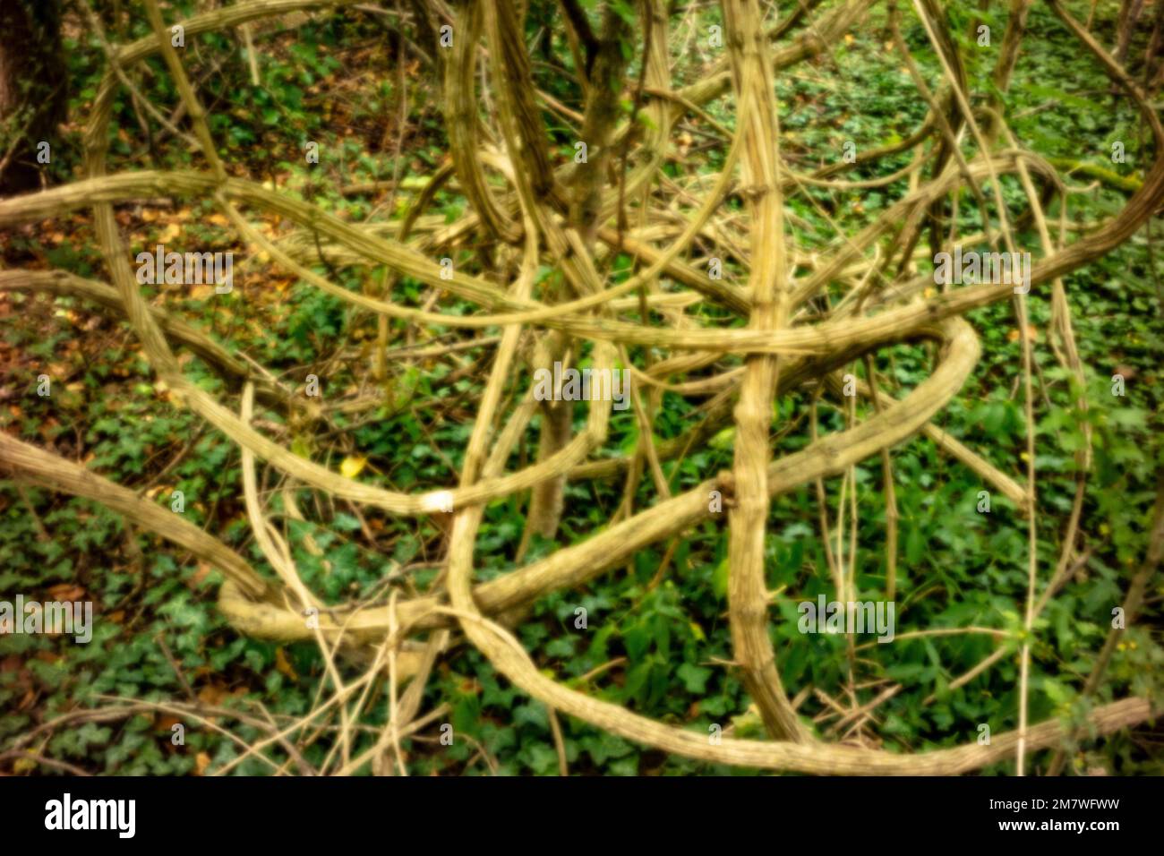 Natural patterns and textures in nature epitomised by tangled tree ...